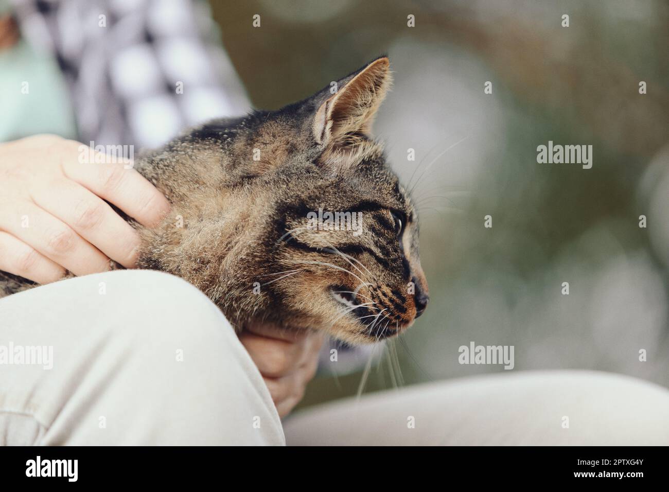 Normal girl strokes normal cat in normal forest. Isn't everything ...
