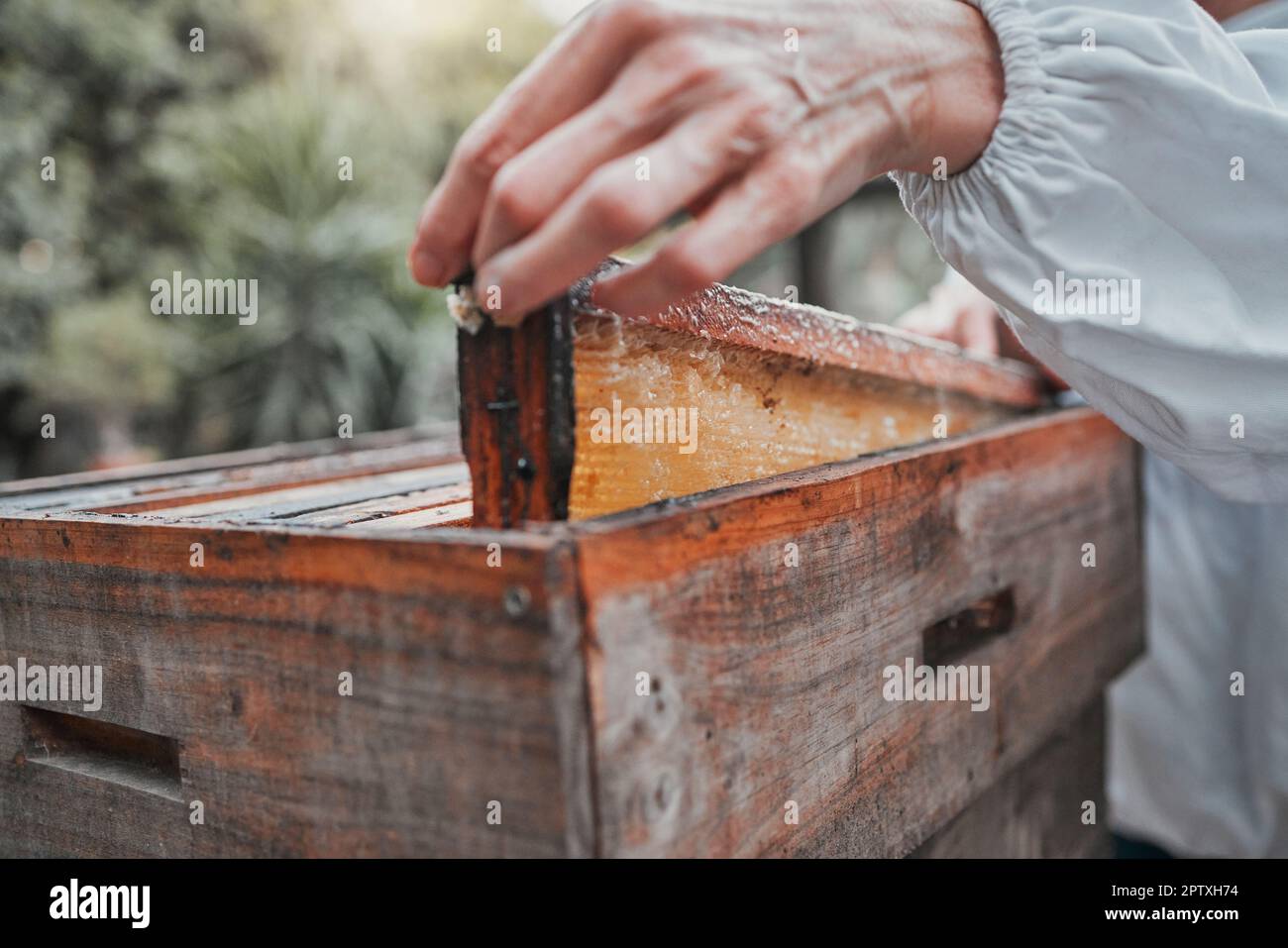 Beekeeper, honey frame and honeycomb box, bee farm and manufacturing ...