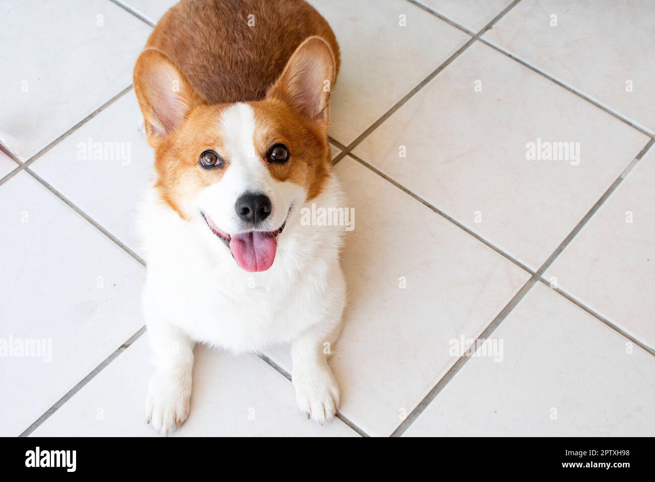 Portrait of Pembroke Welsh Corgi. Portrait of the dog looking at the ...