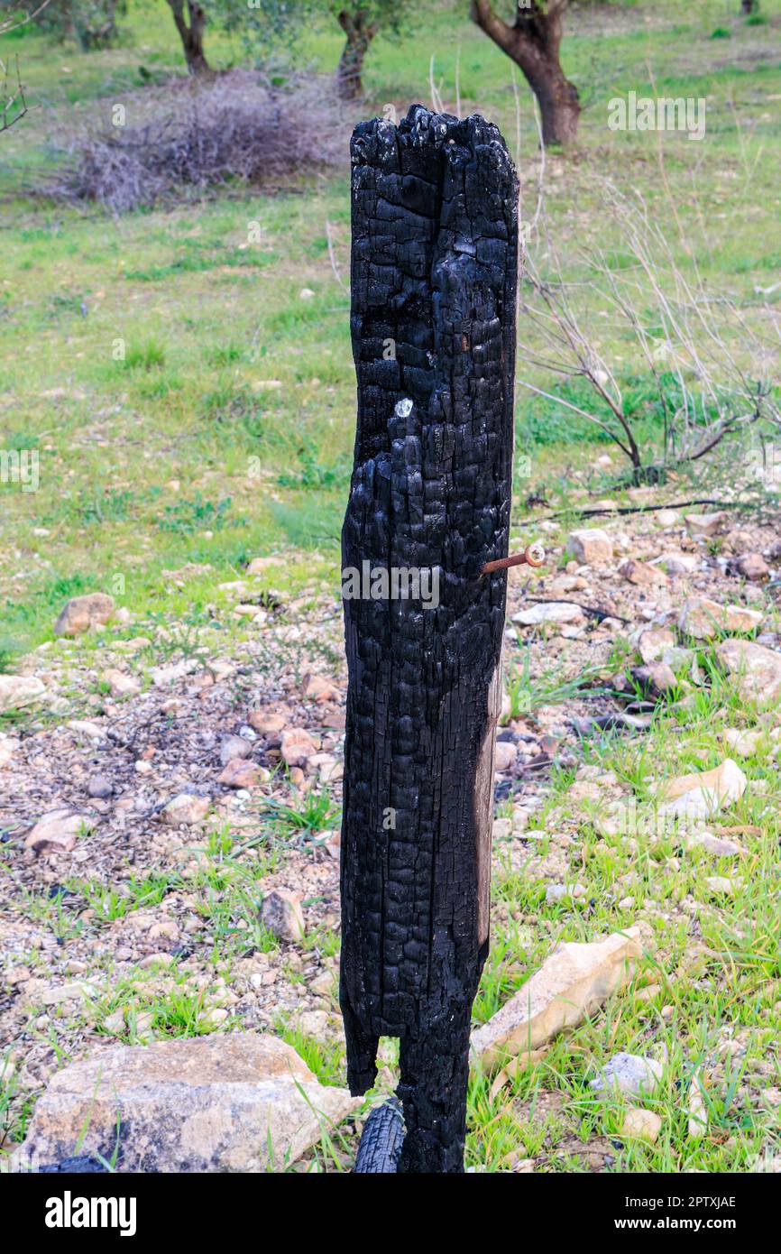 burned logs of wood after a fire Stock Photo - Alamy
