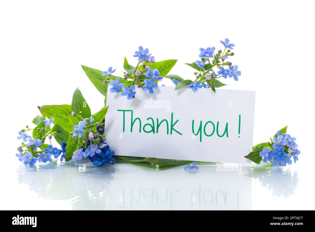 small blue forget-me-not flowers isolated on white background Stock ...