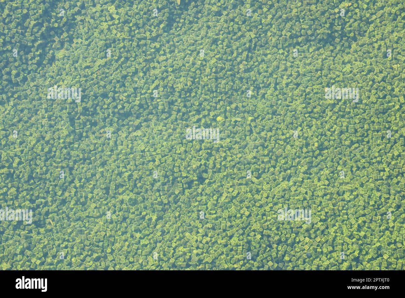 Green figures for biofiltration of water in the aquarium filter or ...