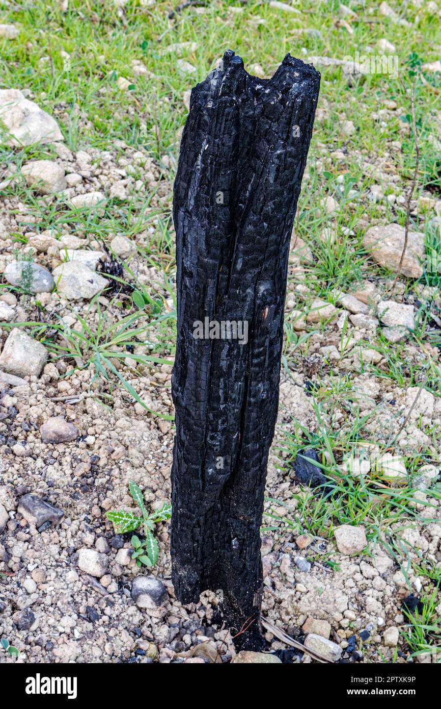 burned logs of wood after a fire Stock Photo - Alamy