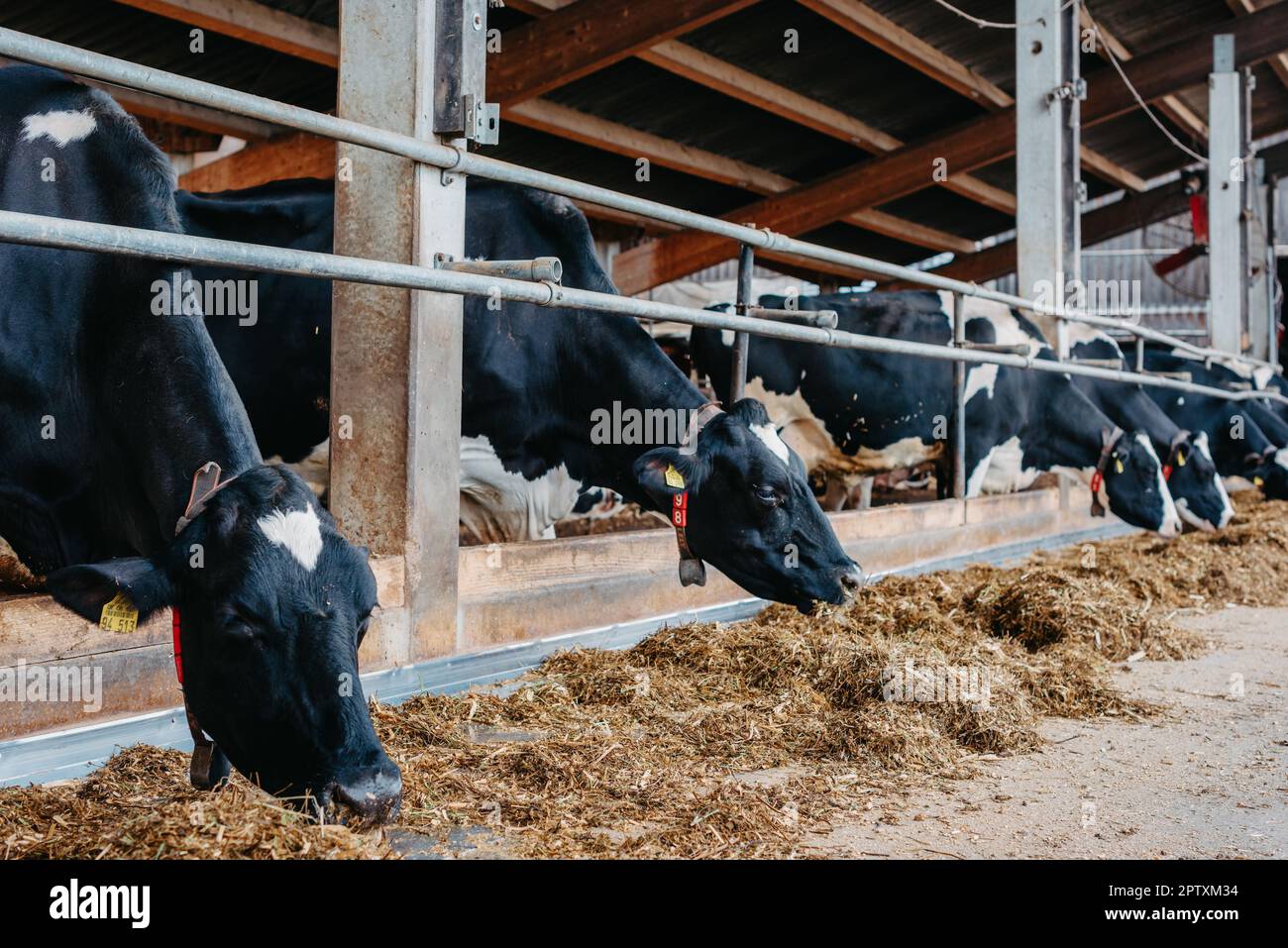 Calf cow in cage, caring on bio farm farming, feed hay grass silage pets, dairy cattle breeds ...