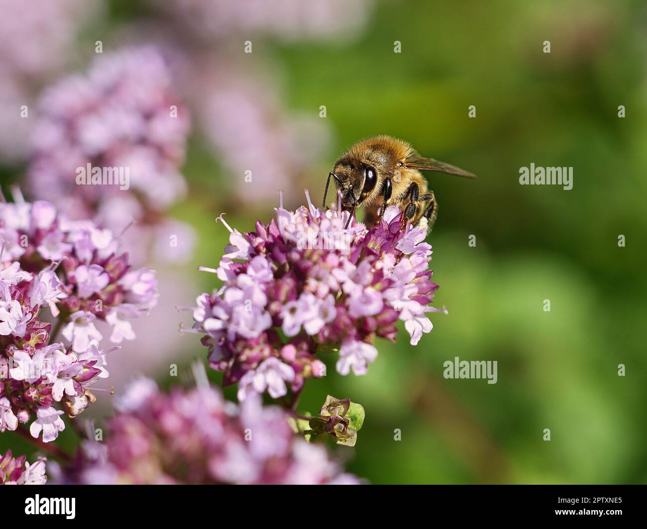 Honey bee collecting nectar on a flower of the flower butterfly bush ...