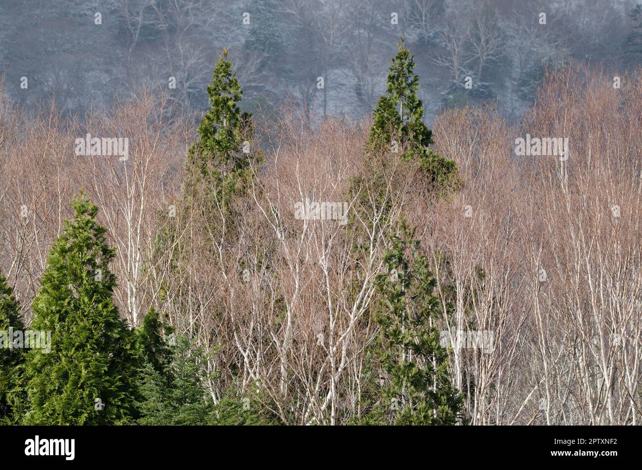 Mixed forest in the Nikko National Park. Japan Stock Photo - Alamy