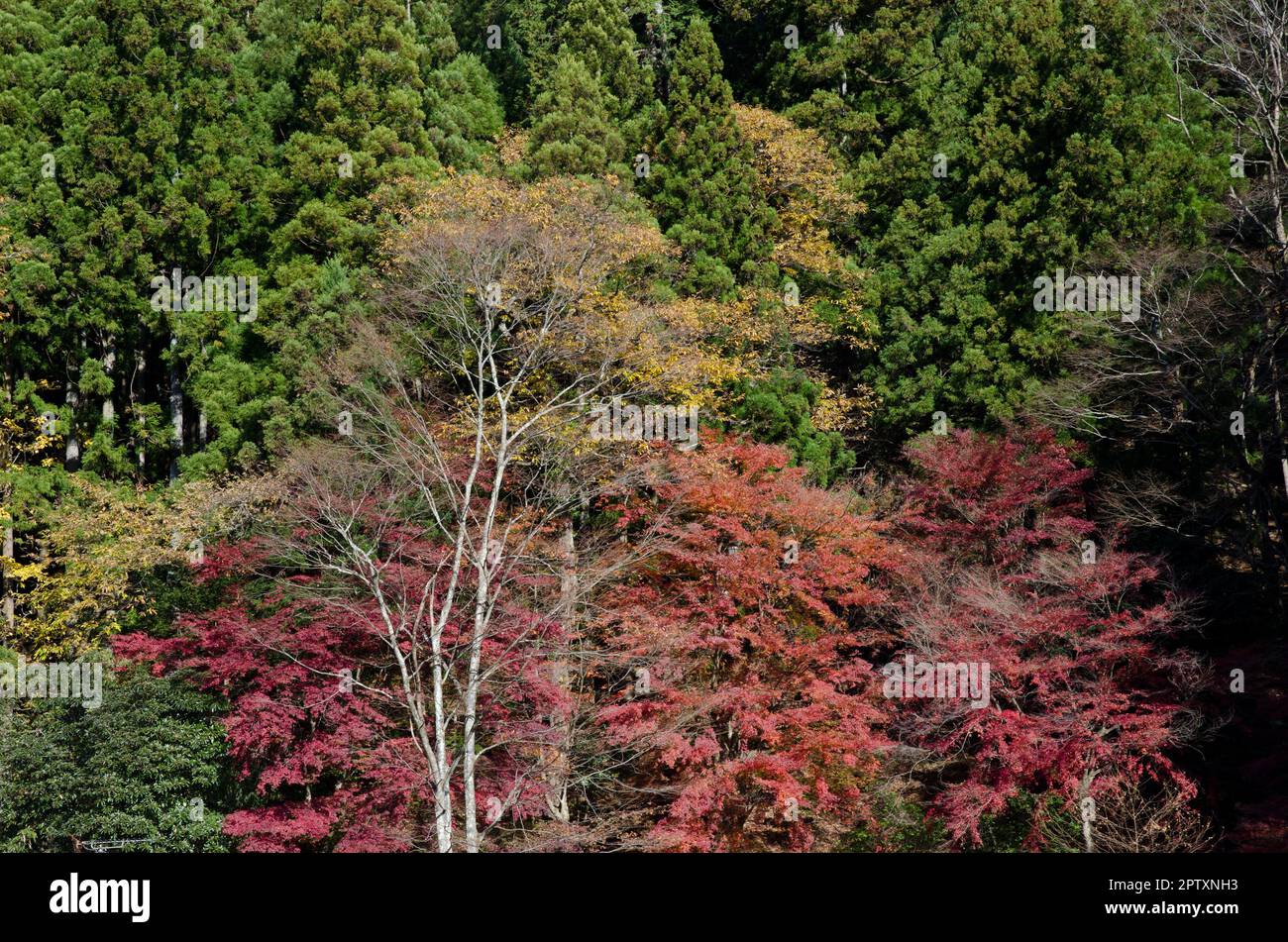 Mixed forest in autumn. Nikko National Park. Japan Stock Photo - Alamy