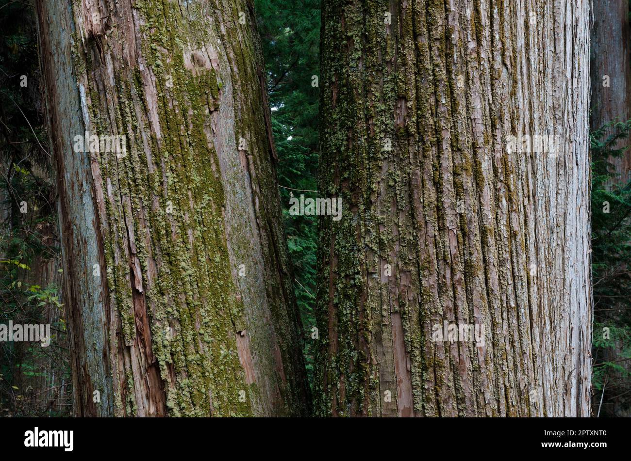 Japonese cedar hi-res stock photography and images - Alamy