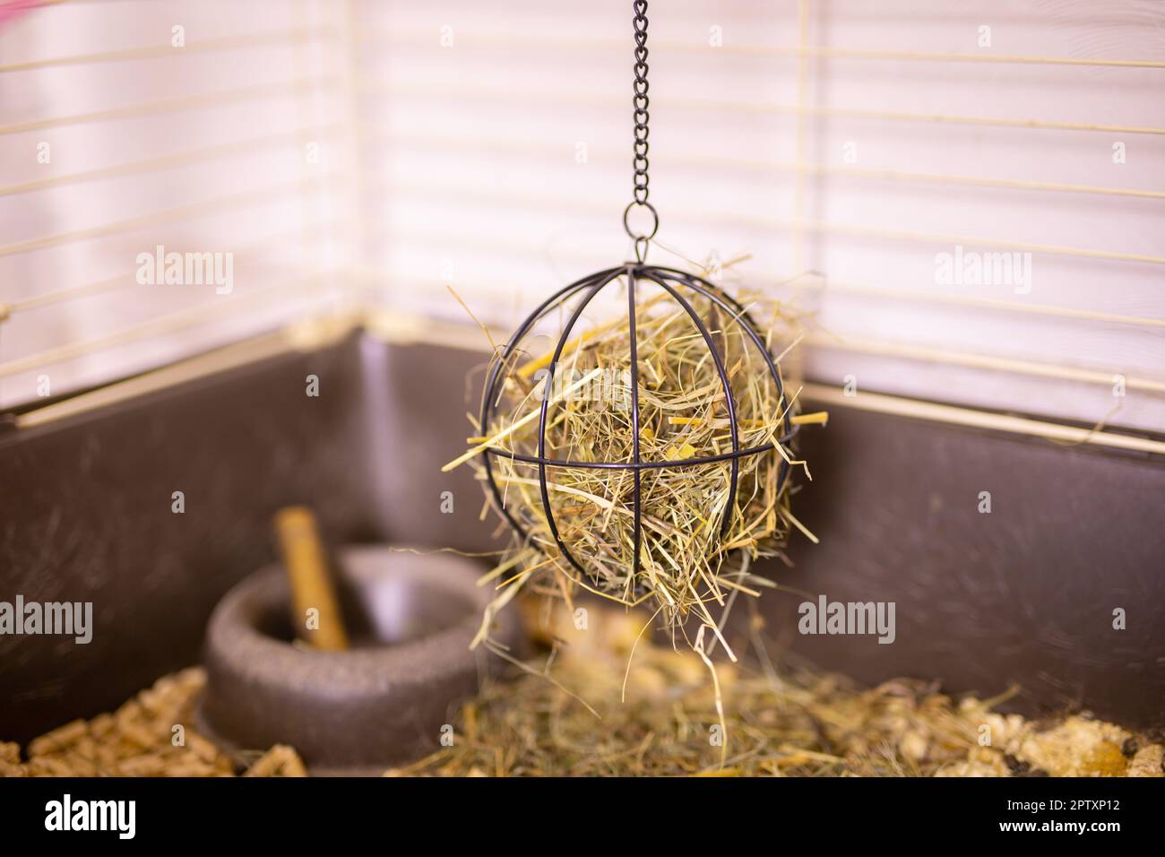Dry food for rodents in bowl in rabbit cage Stock Photo - Alamy