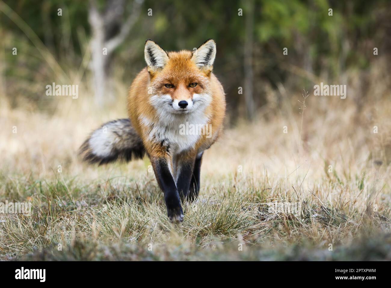 Red fox, vulpes vulpes, running closer on dry field in autumn from ...