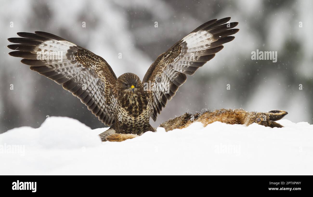 Common buzzard, buteo buteo, landing on snow next to dead prey in ...