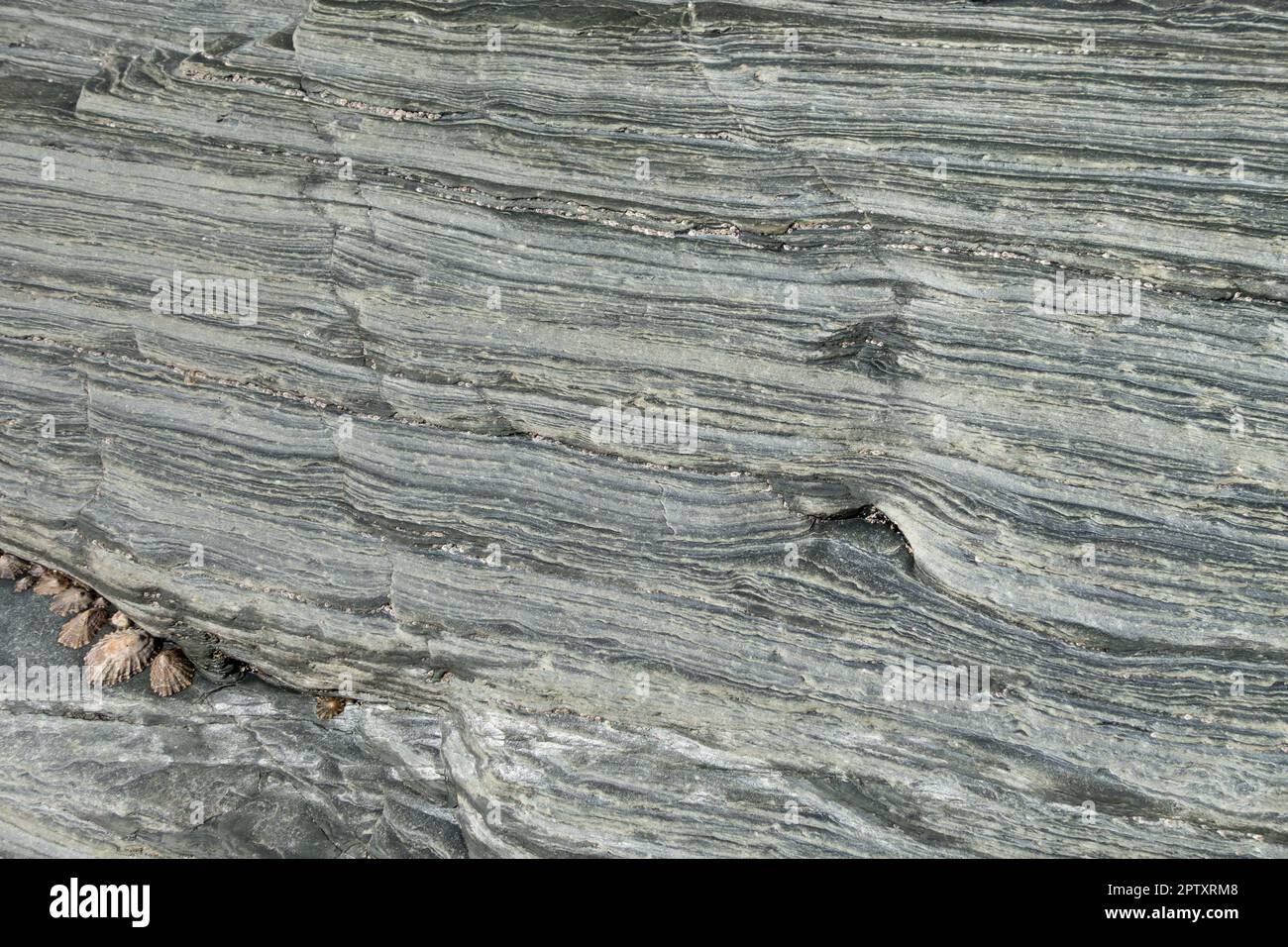 Slate and schist background texture. Closeup view Stock Photo - Alamy
