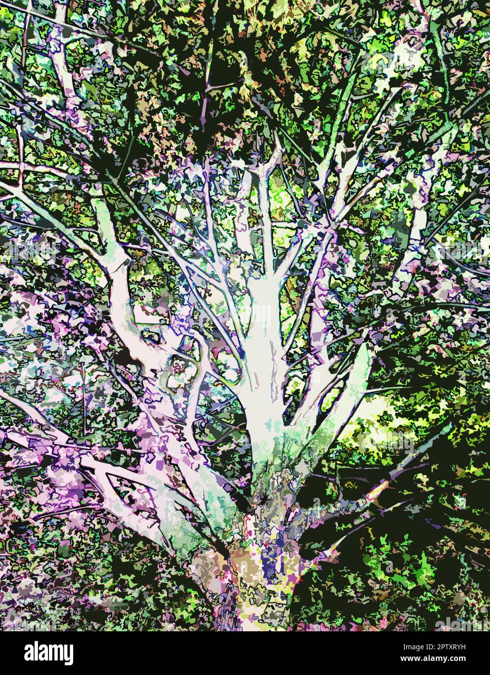 Art of tree, with the light filtered through the leaves & branches ...