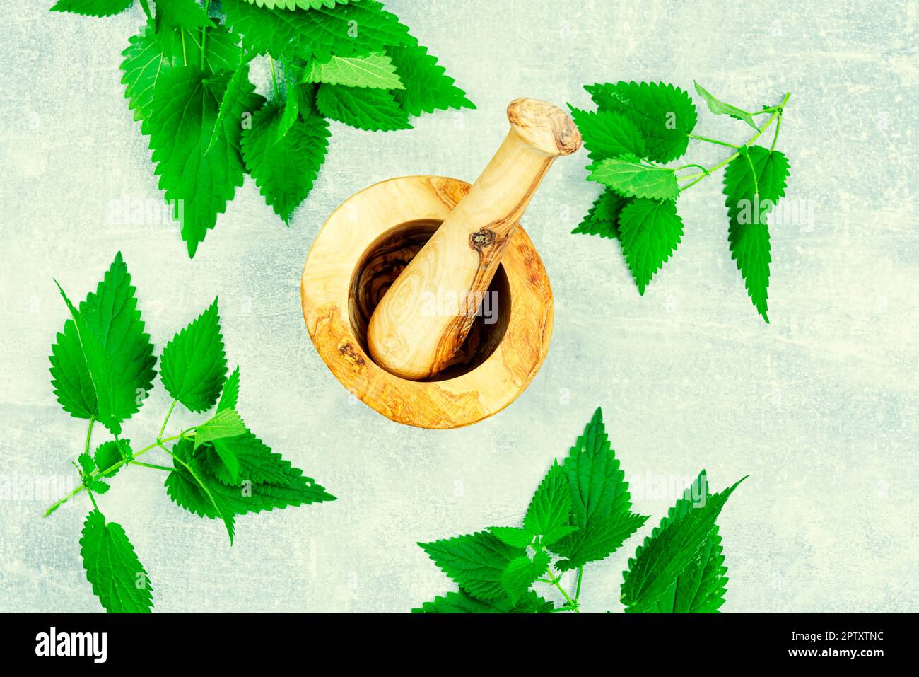 Fresh nettle bunch and wooden rustic mortar. Bush of stinging-nettles ...