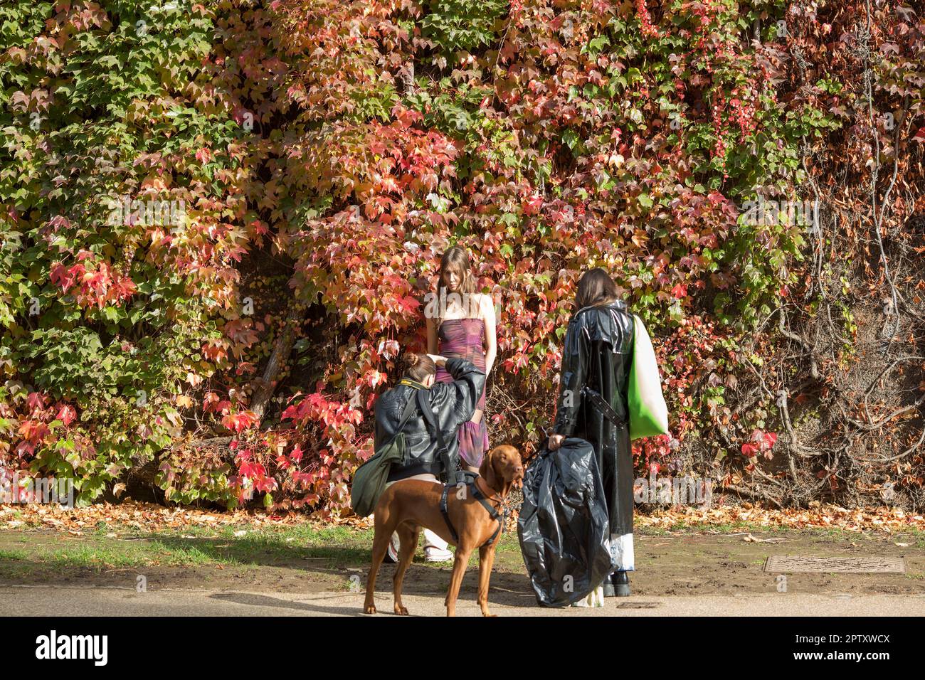 Photographs of leaves hi-res stock photography and images - Alamy