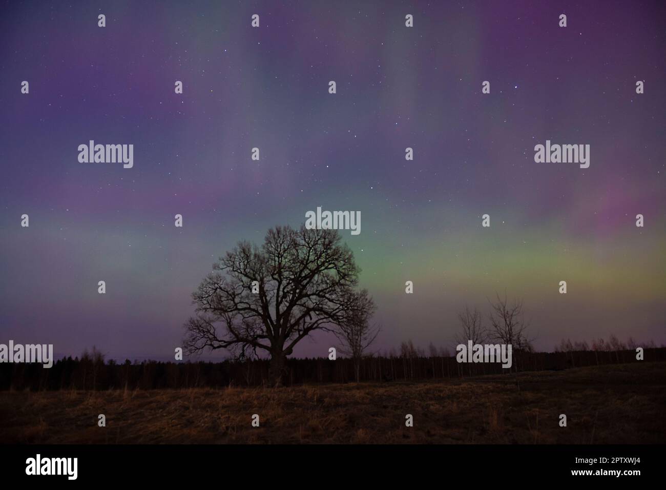 Night landscape with northern lights (Aurora borealis) and ancient oak ...