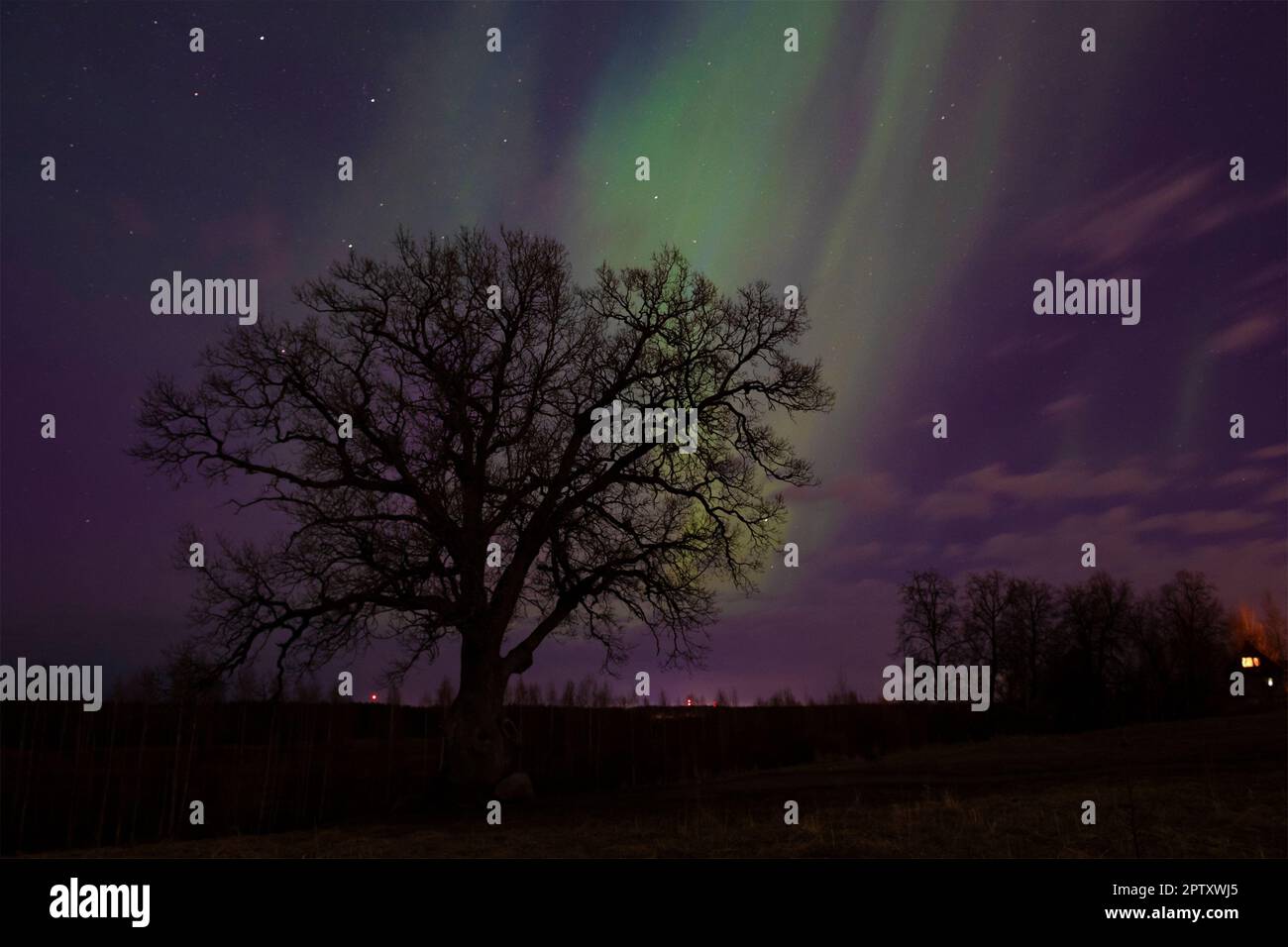Ancient legendary oak (Irinovka oak, Petiole oak) against the ...