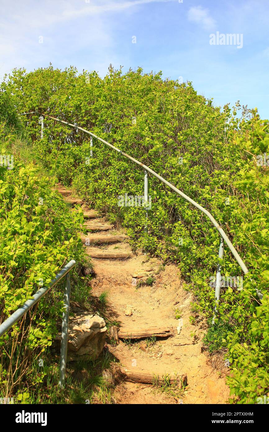 Simple steps leading up on a mountain in Germany through shrubbery ...