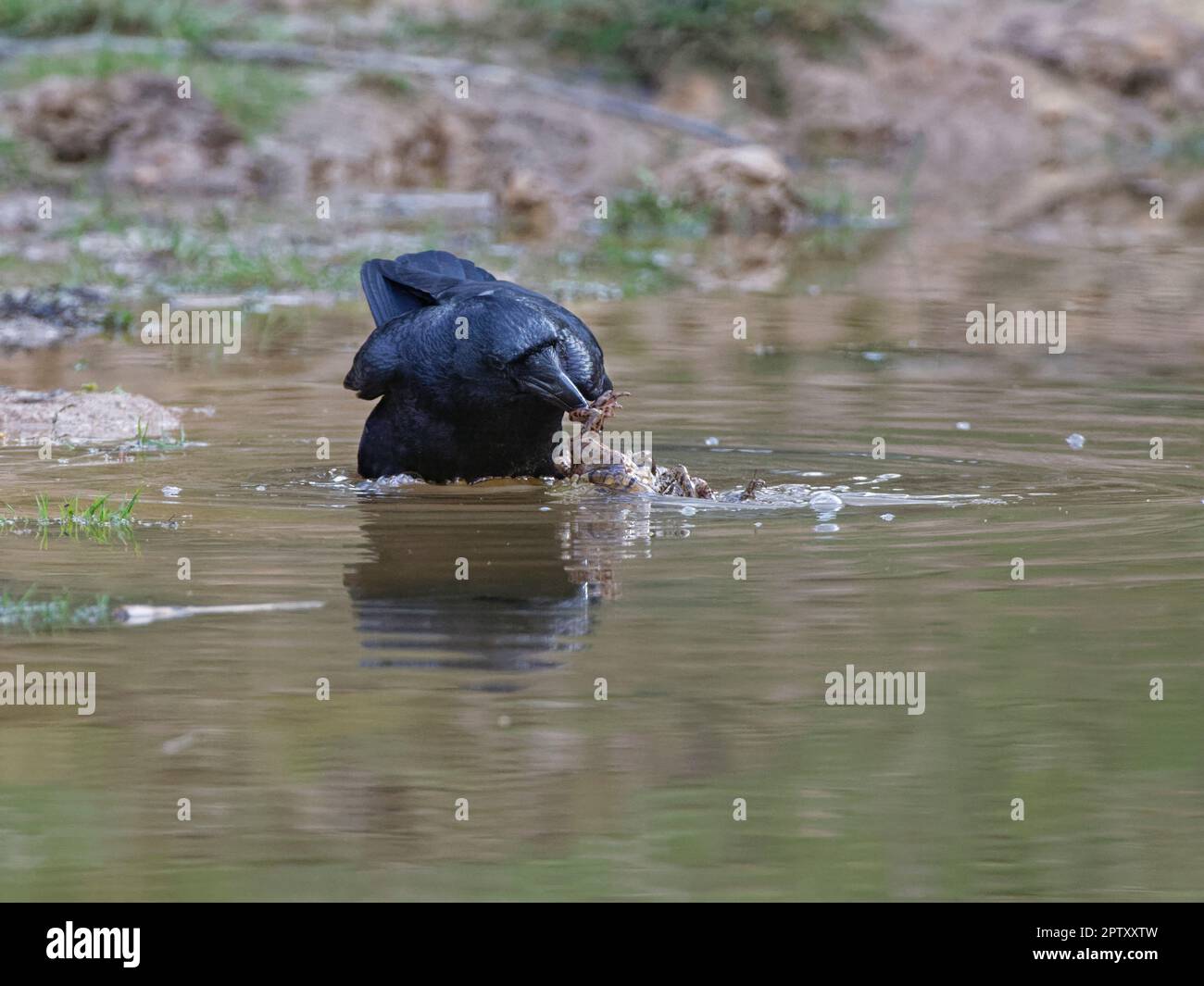 British toads hi-res stock photography and images - Alamy