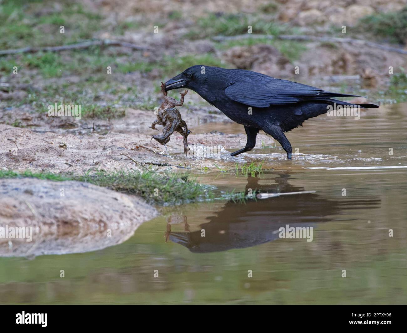 Carrion crow (Corvus corone) carrying some spawning European toads ...