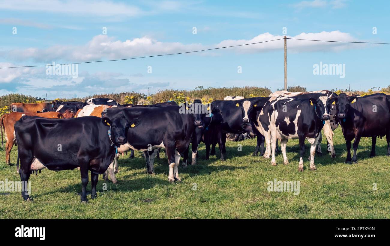 A cows on a green pasture of a dairy farm in Ireland. A green grass ...