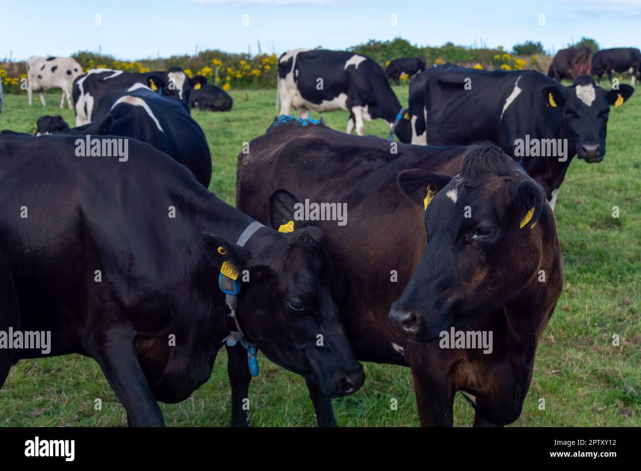 A hornless cows in the green pasture of an Irish livestock farm on a ...