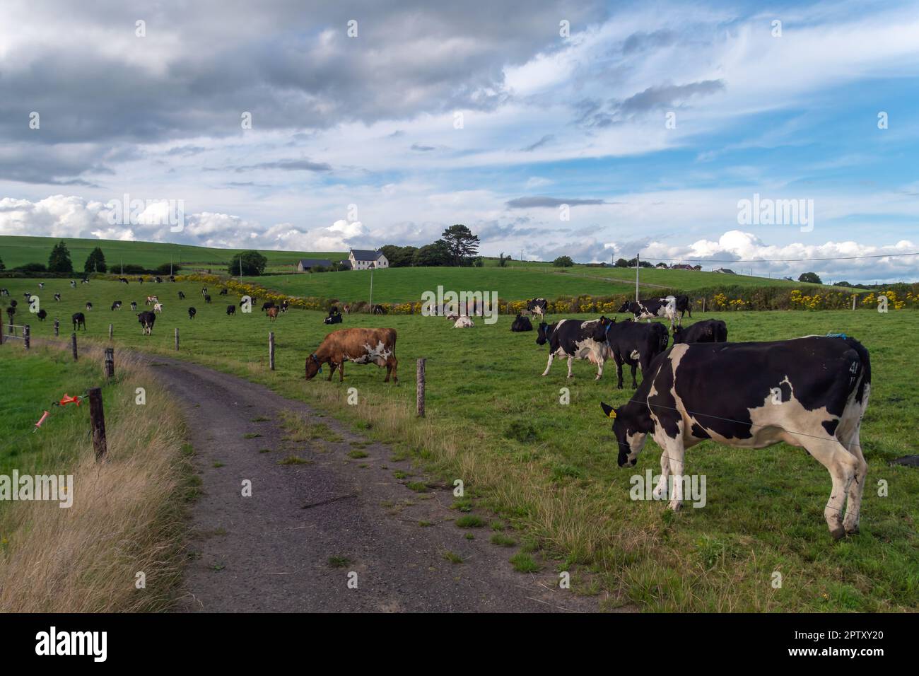 A narrow country road between two farm fields in Ireland in summer. A ...