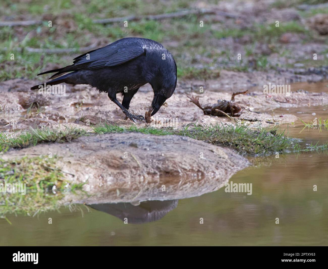 Carrion crow (Corvus corone) pecking at the the underbelly of a ...