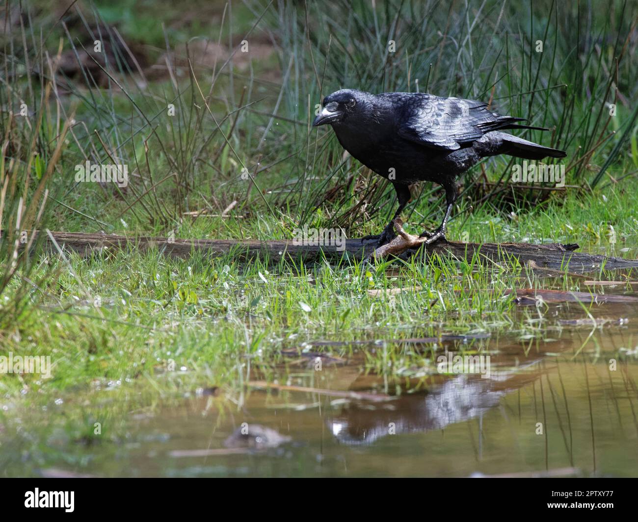 How to hold a toad hi-res stock photography and images - Alamy