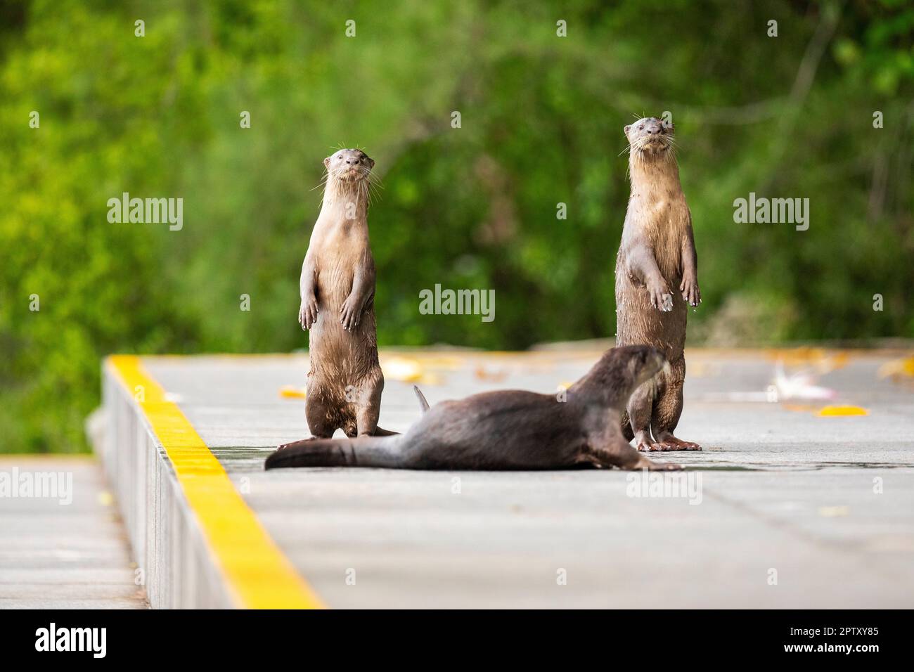 Two smooth coated otters stand on their hind legs on an island ...