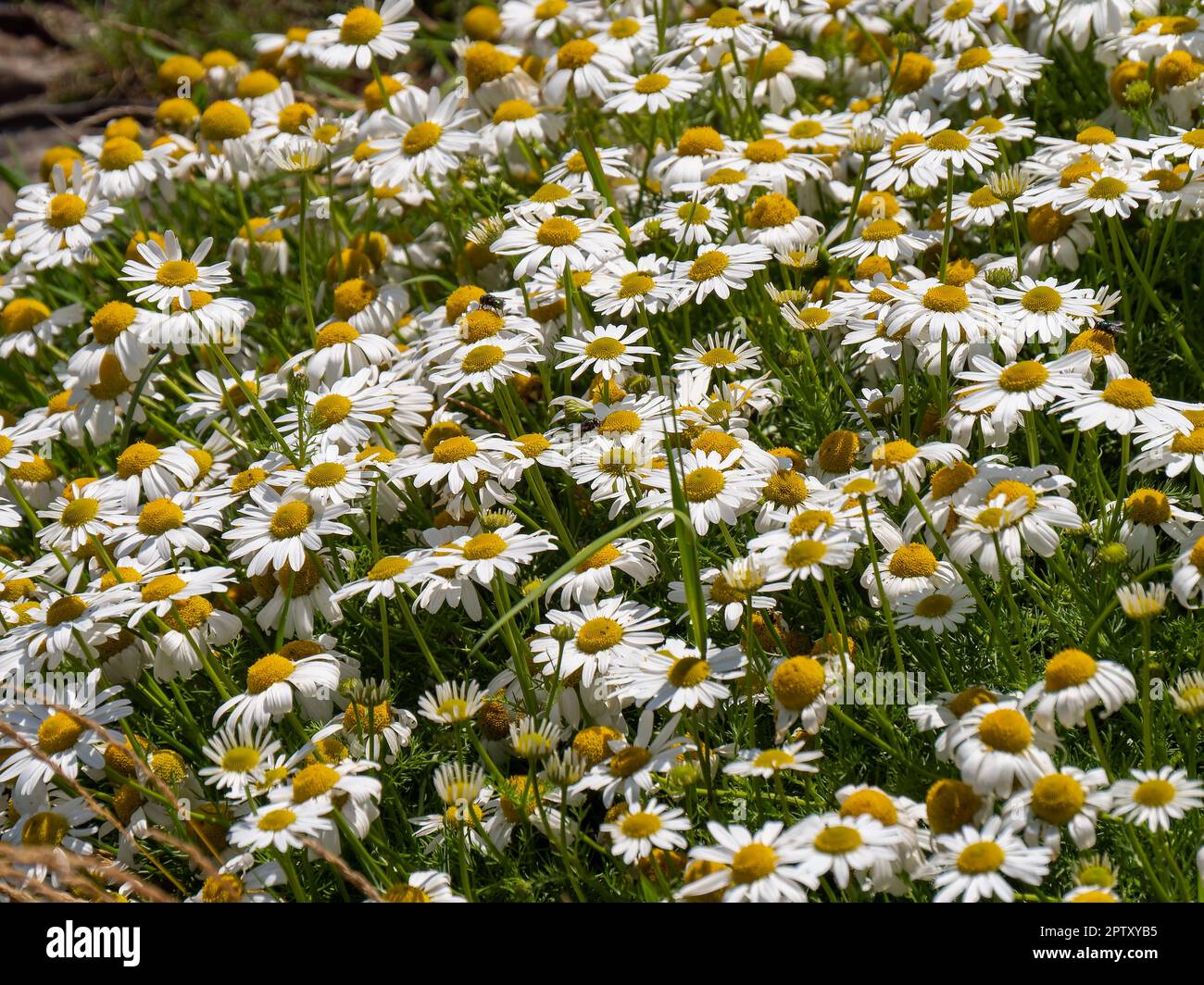 Lots of chamomile flowers. Beautiful wildflowers with white petals ...
