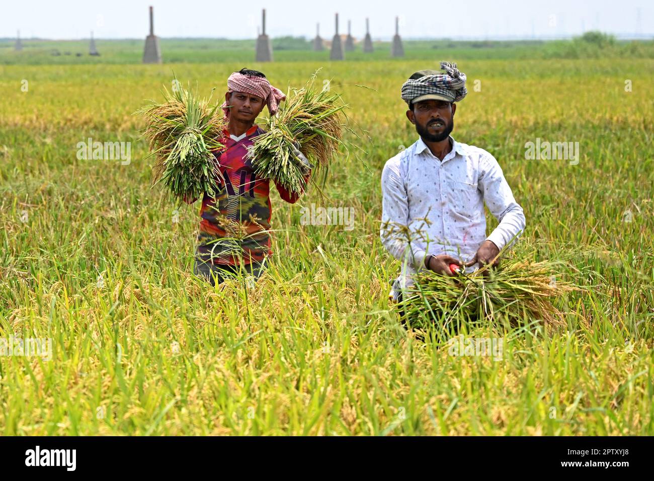 Bangladeshi farmers cutting and collects paddy after harvest at Saver ...