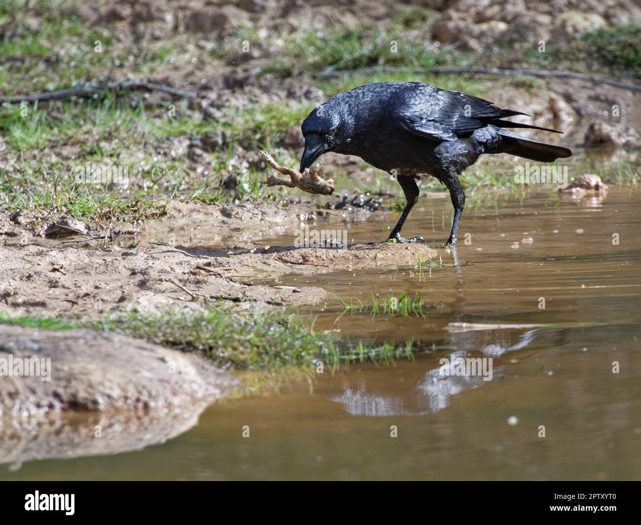 Carrion crow (Corvus corone) with a European toad (Bufo bufo) it has ...