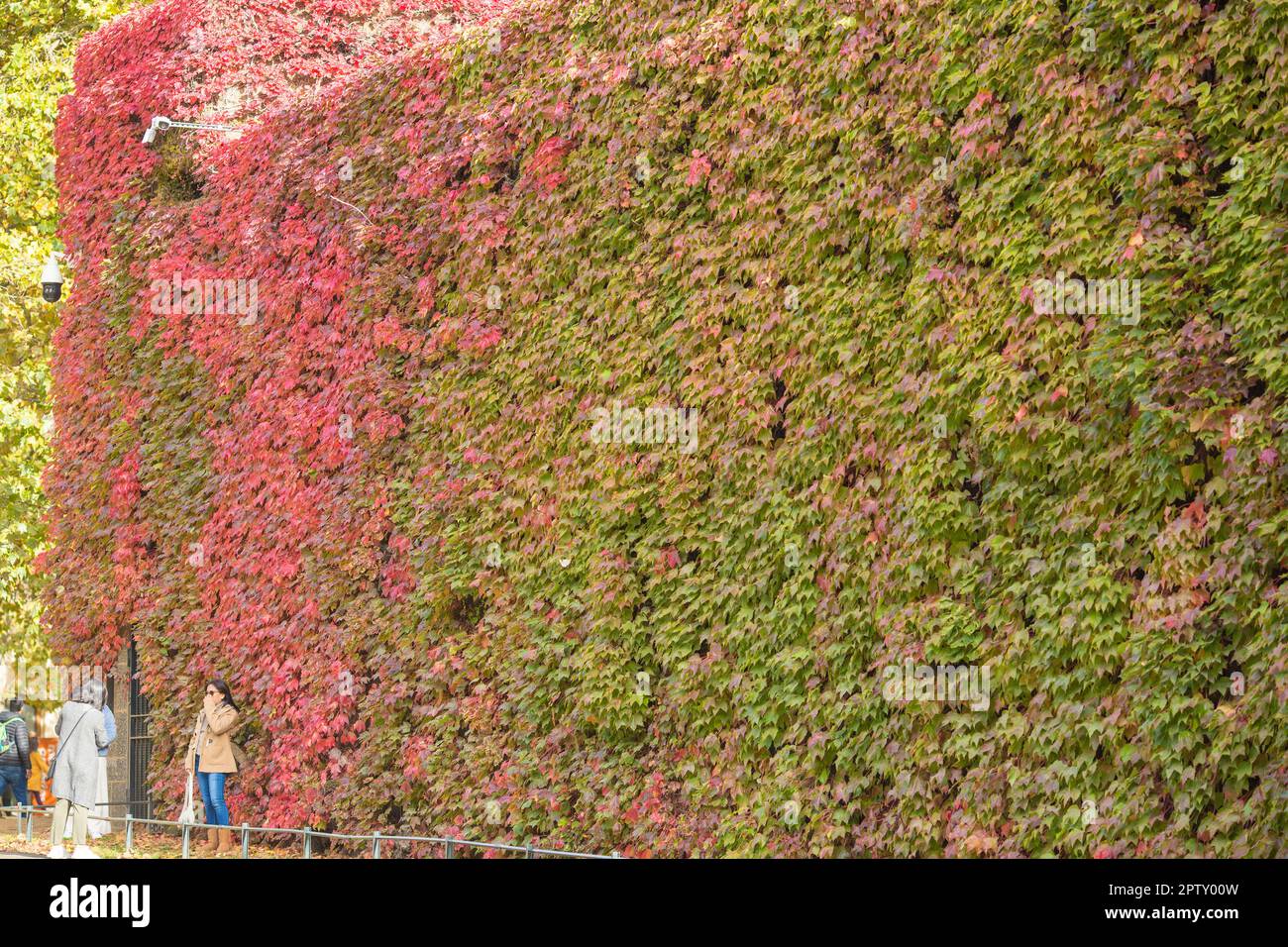 Photographs of leaves hi-res stock photography and images - Alamy