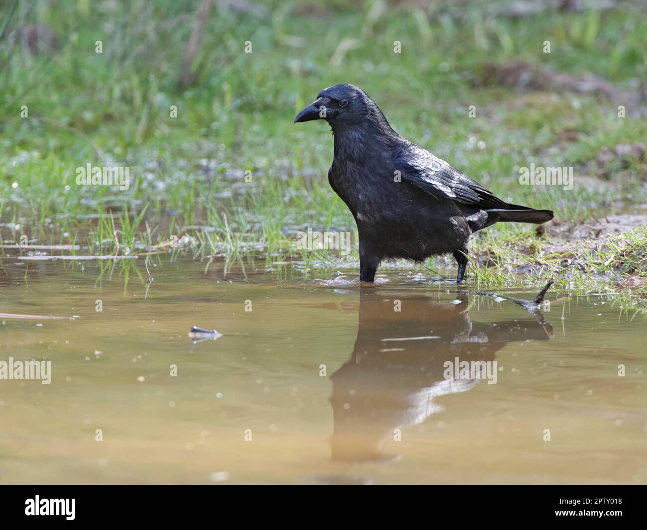 Carrion crow (Corvus corone) wading in a pond as it hunts for European ...