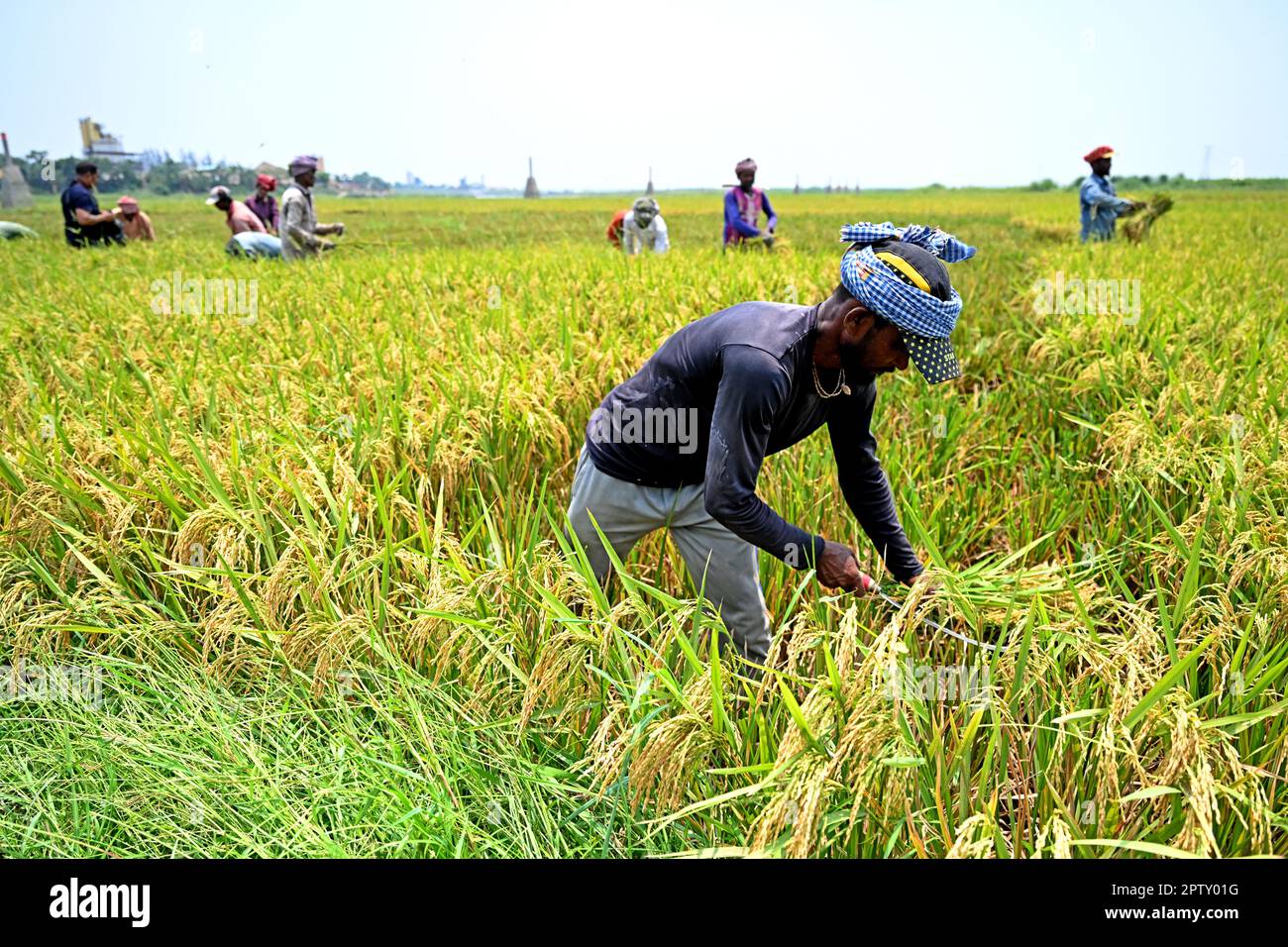 Bangladeshi farmers cutting and collects paddy after harvest at Saver ...