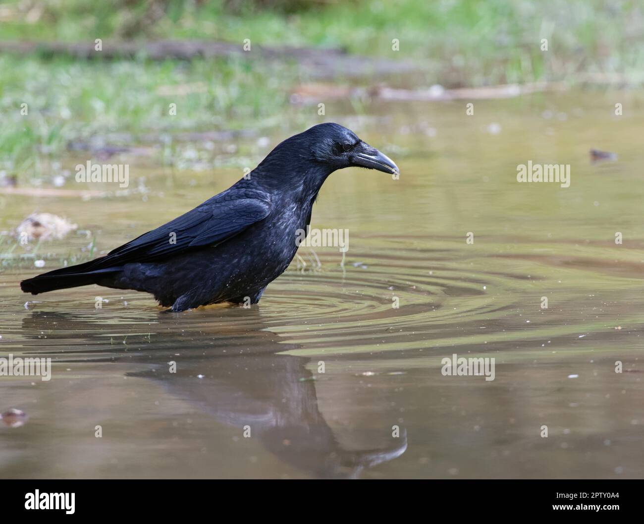 Toad in water uk hi-res stock photography and images - Alamy