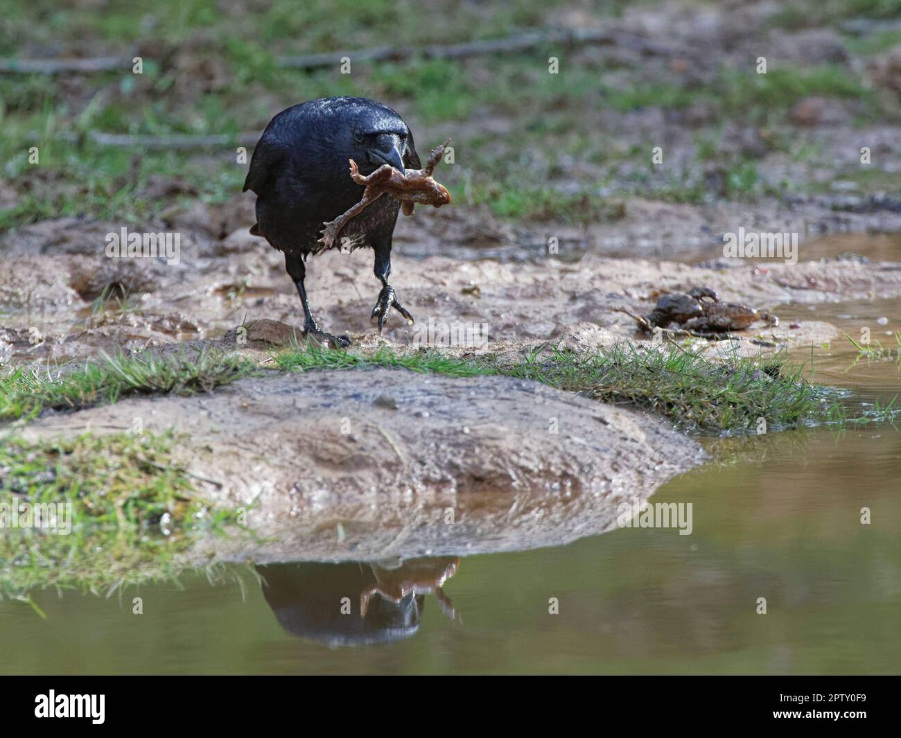 Toad with prey hi-res stock photography and images - Alamy