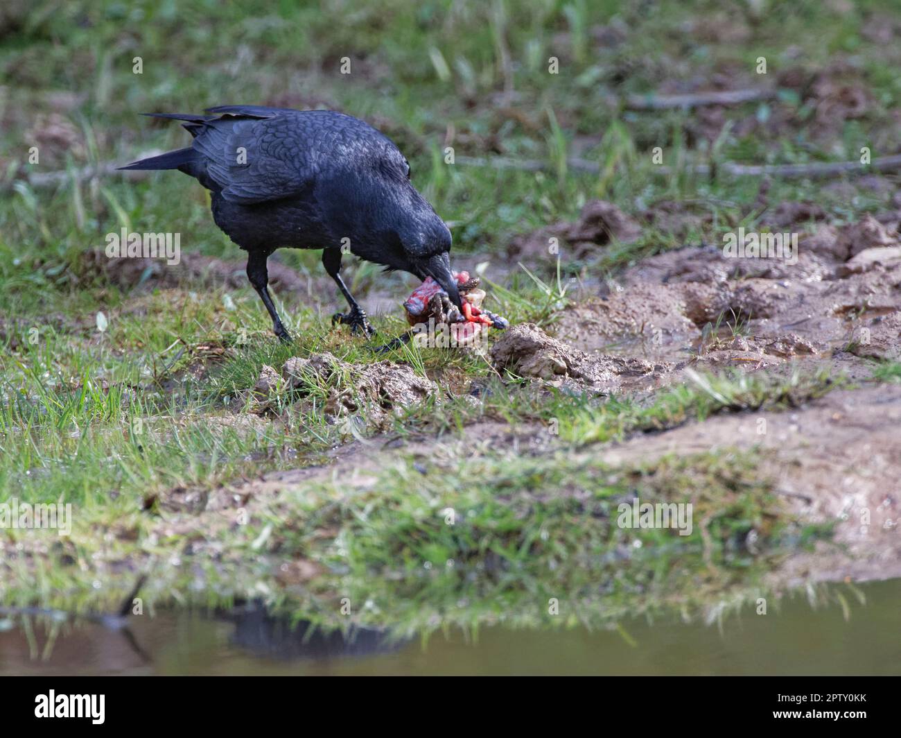 Carrion crow (Corvus corone) gathering up the remains of several ...