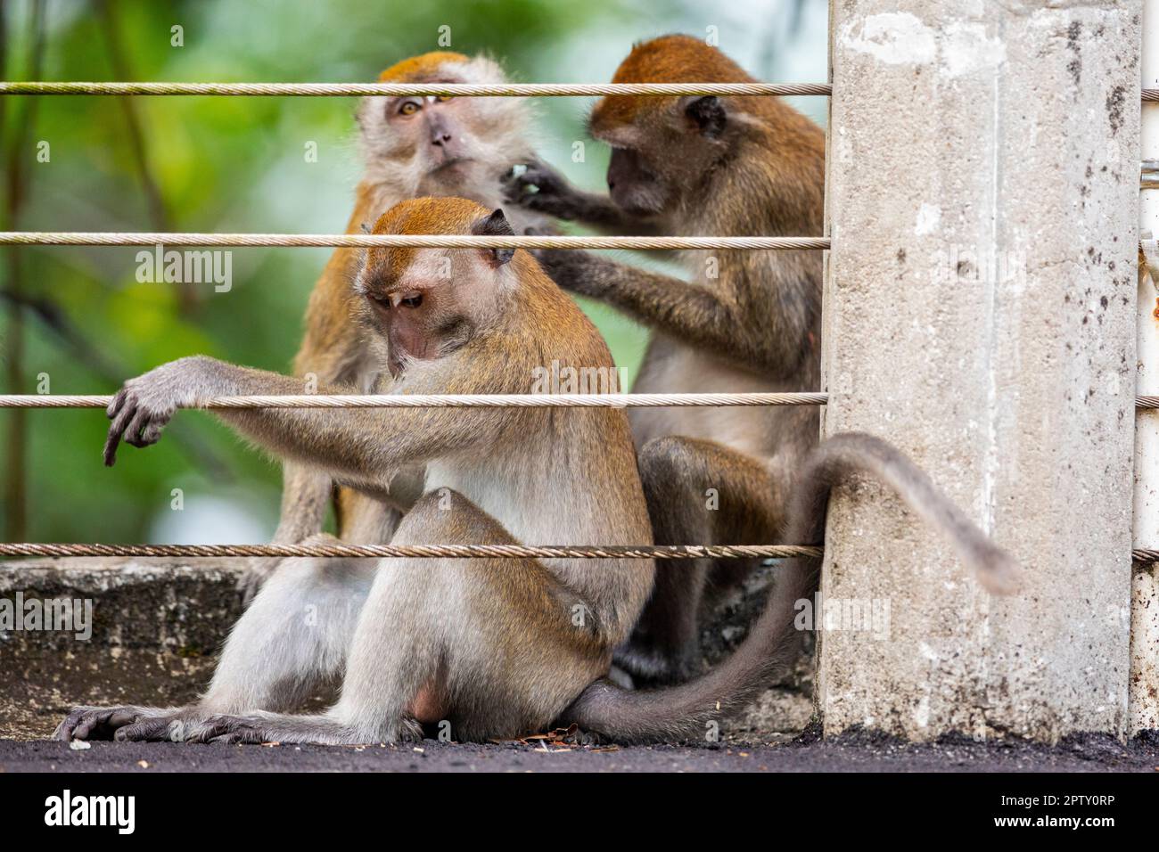 Family of long tailed macaques rest and groom each other while sitting ...