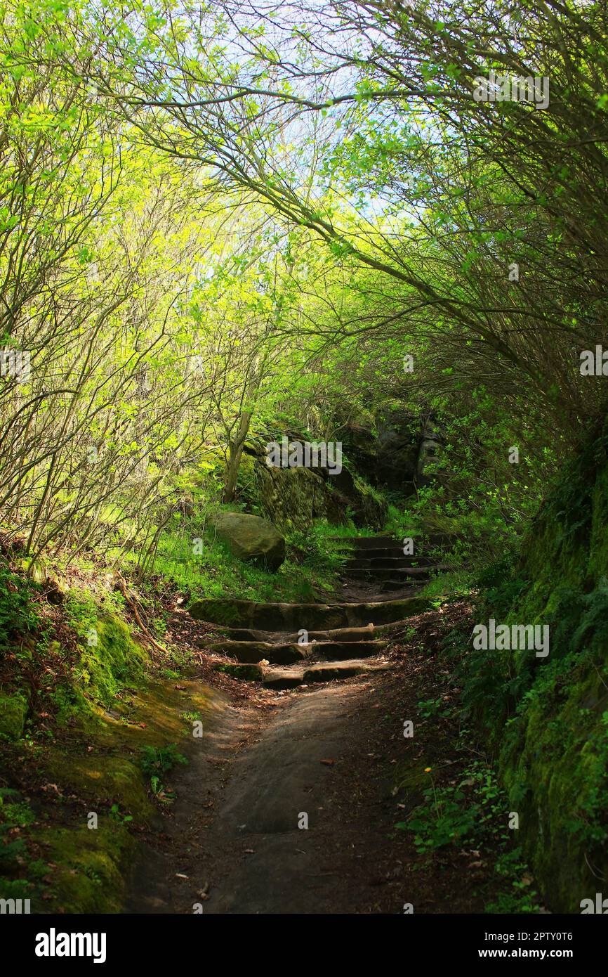 Dark and mysterious forest path with stone steps Stock Photo - Alamy
