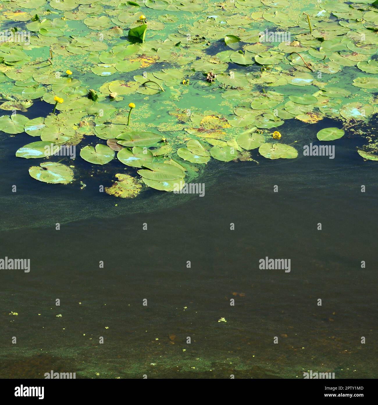 The surface of an old swamp covered with duckweed and lily leaves. Many ...