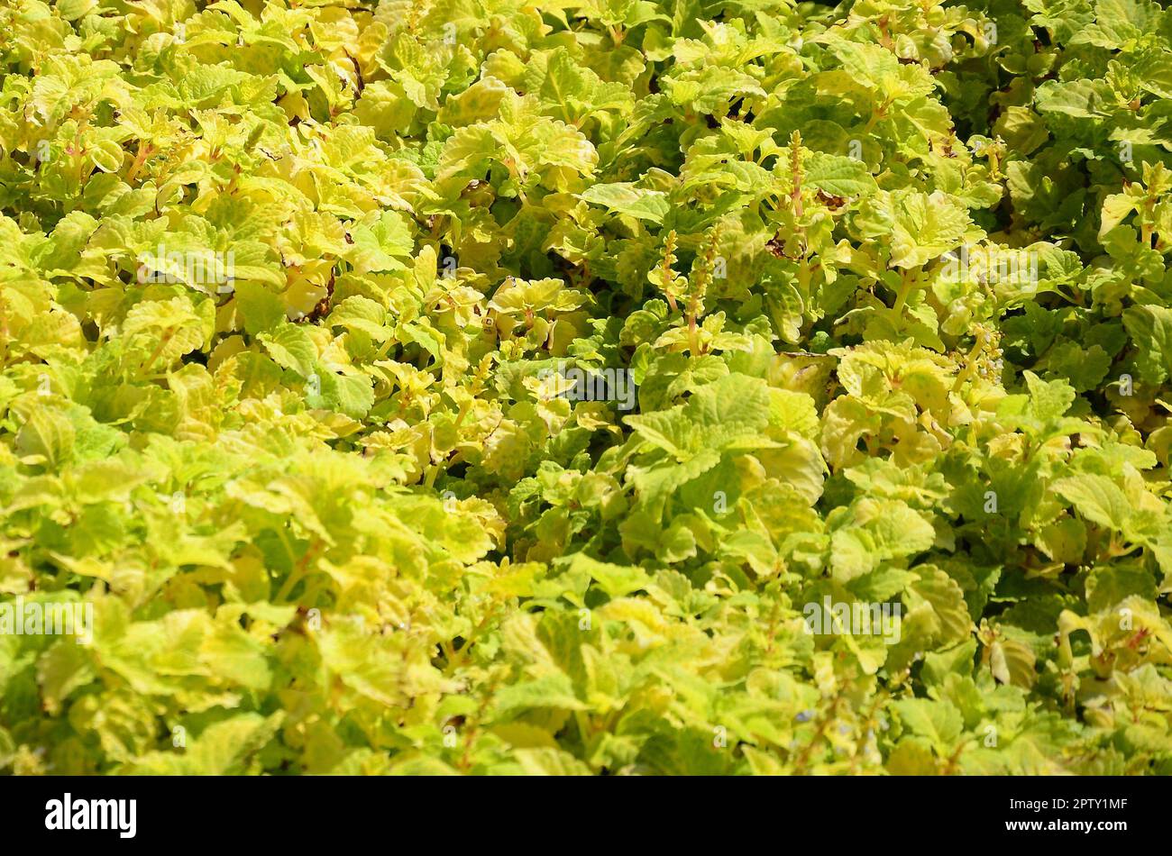 Close up colorful yellow coleus plant in a garden. Top view in sunny ...