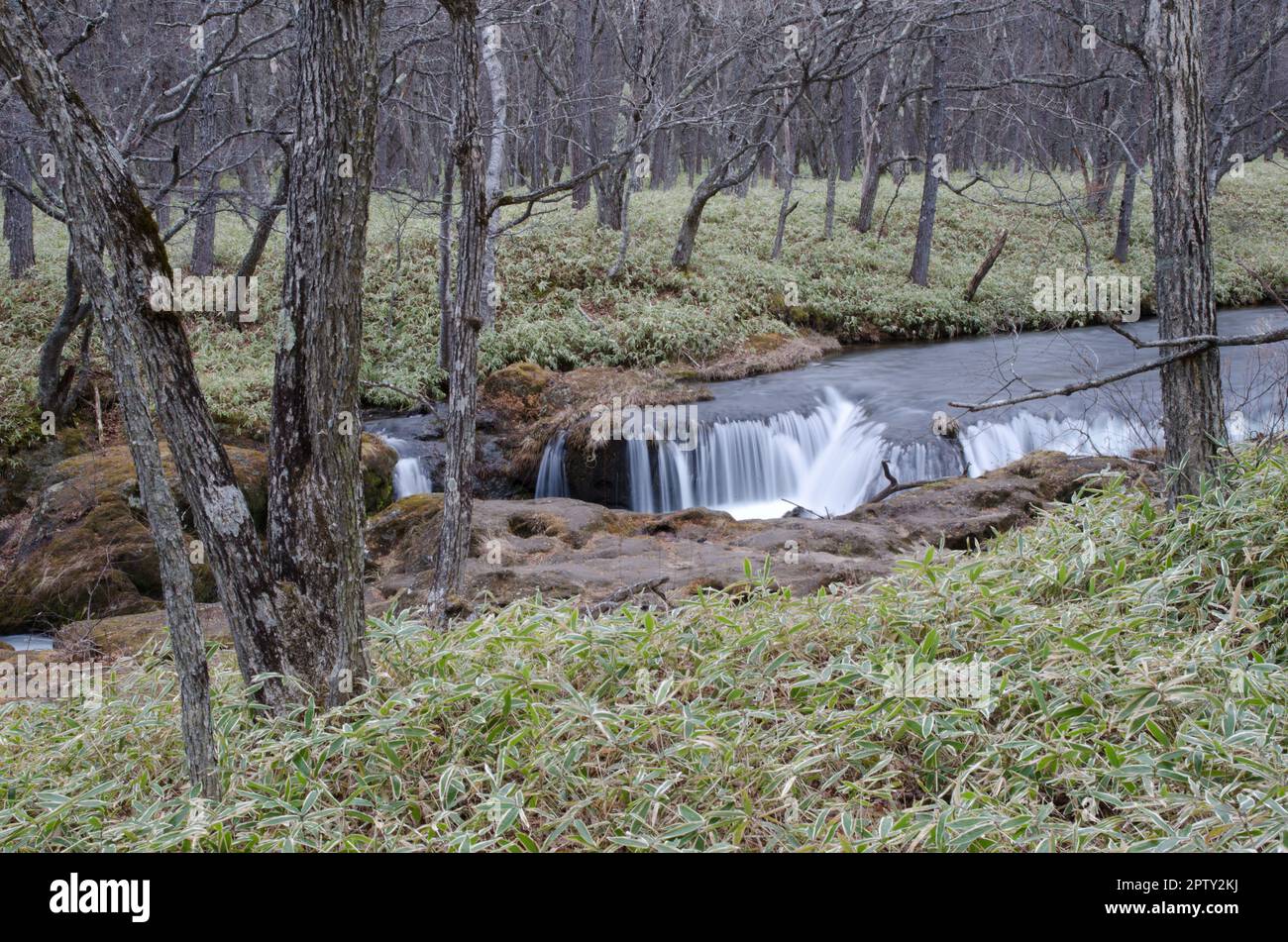 Ryuzu Falls and forest of Japanese larch Larix kaempferi. Yugama River ...