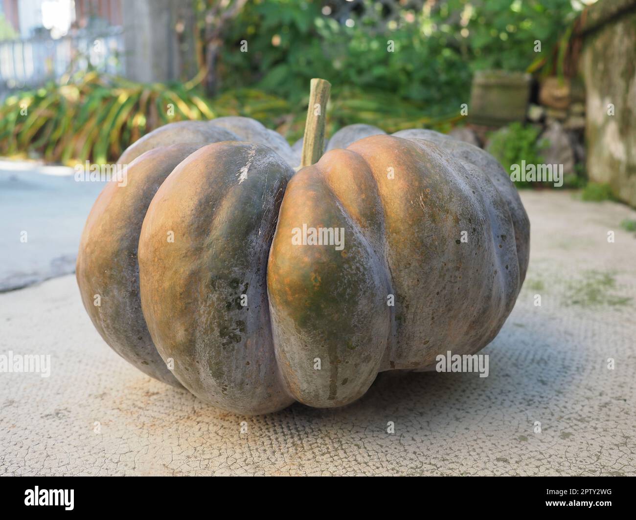 pumpkin scientific name Cucurbita pepo vegetables vegetarian food Stock ...