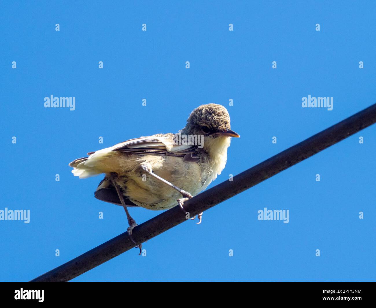 Vaughani hi-res stock photography and images - Alamy