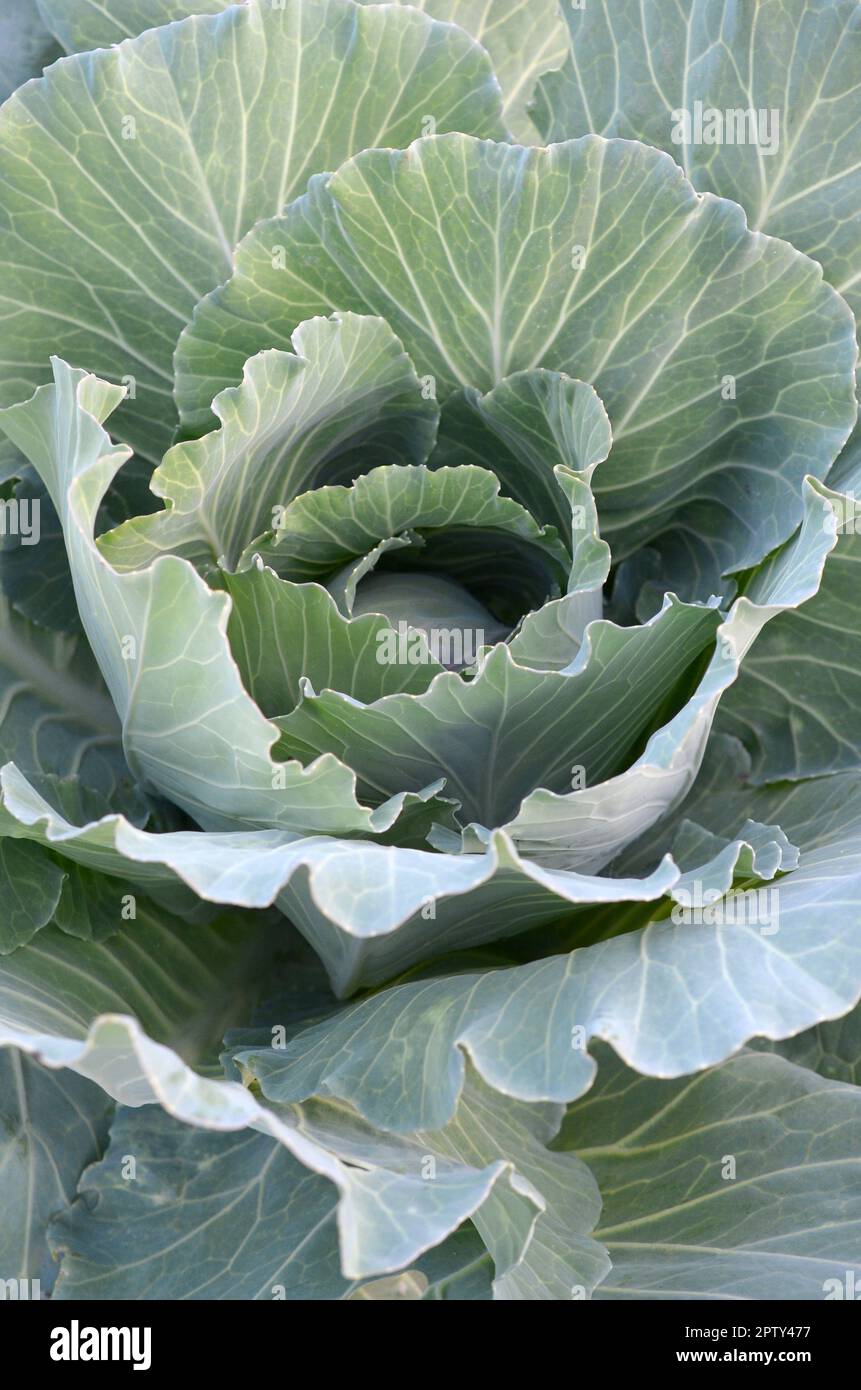 Fresh cabbage from farm field in the garden. View of green plants ...
