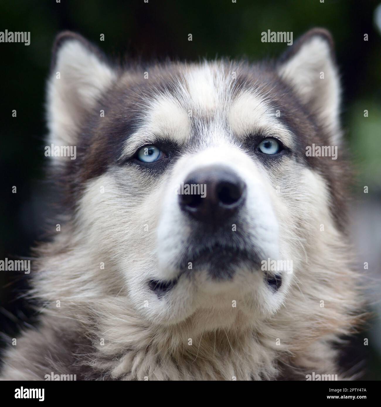 Frontal view of proud handsome young husky dog with head in profile ...