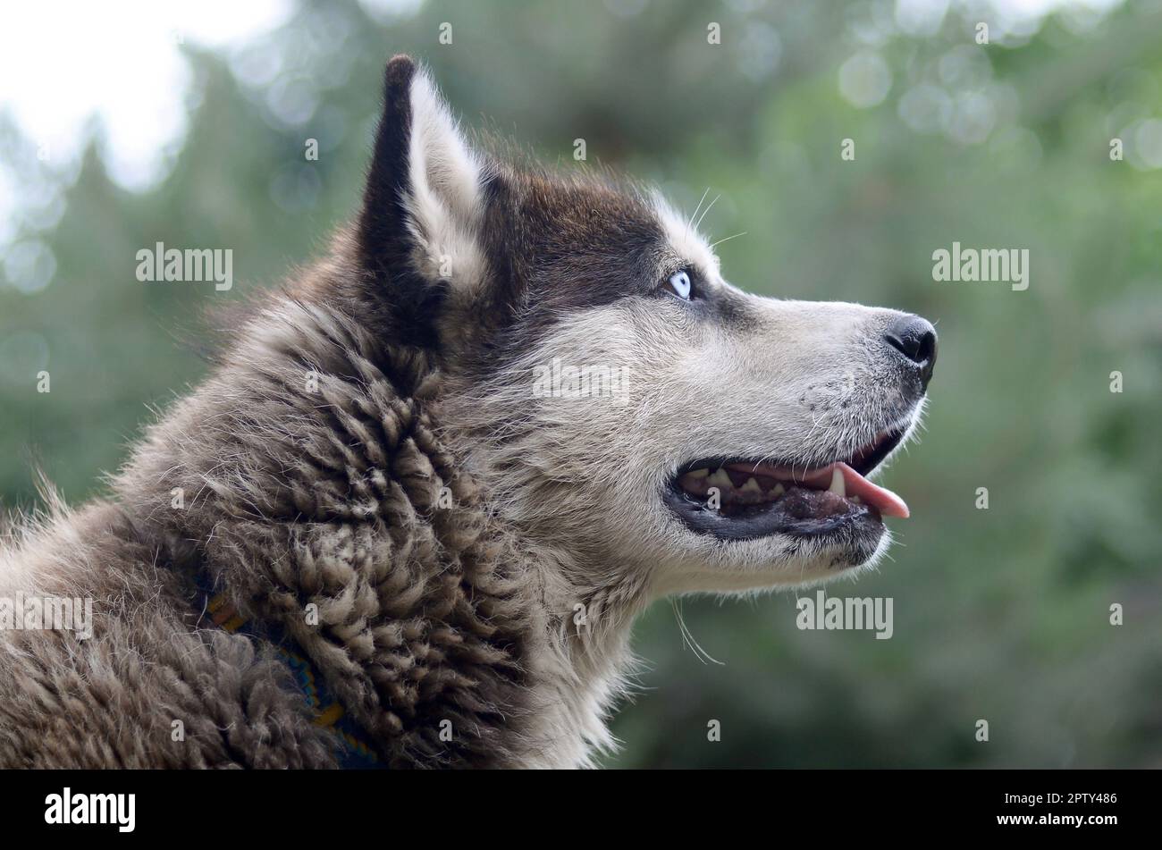Alaskan Malamute with blue eyes. The Arctic Malamute is a wonderful ...