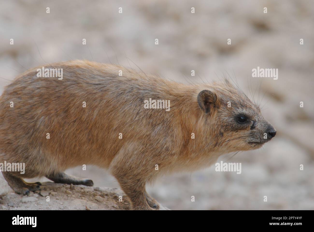 Rock hyrax (Procavia capensis), also known as the Cape hyrax. Wild life ...